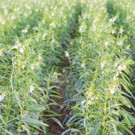 Sesam: Geringere Anbaufläche für Rabi-Ernte - Mundus Agri